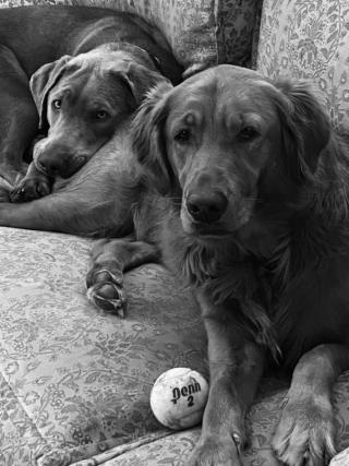 Dog Licenses | Kent CT